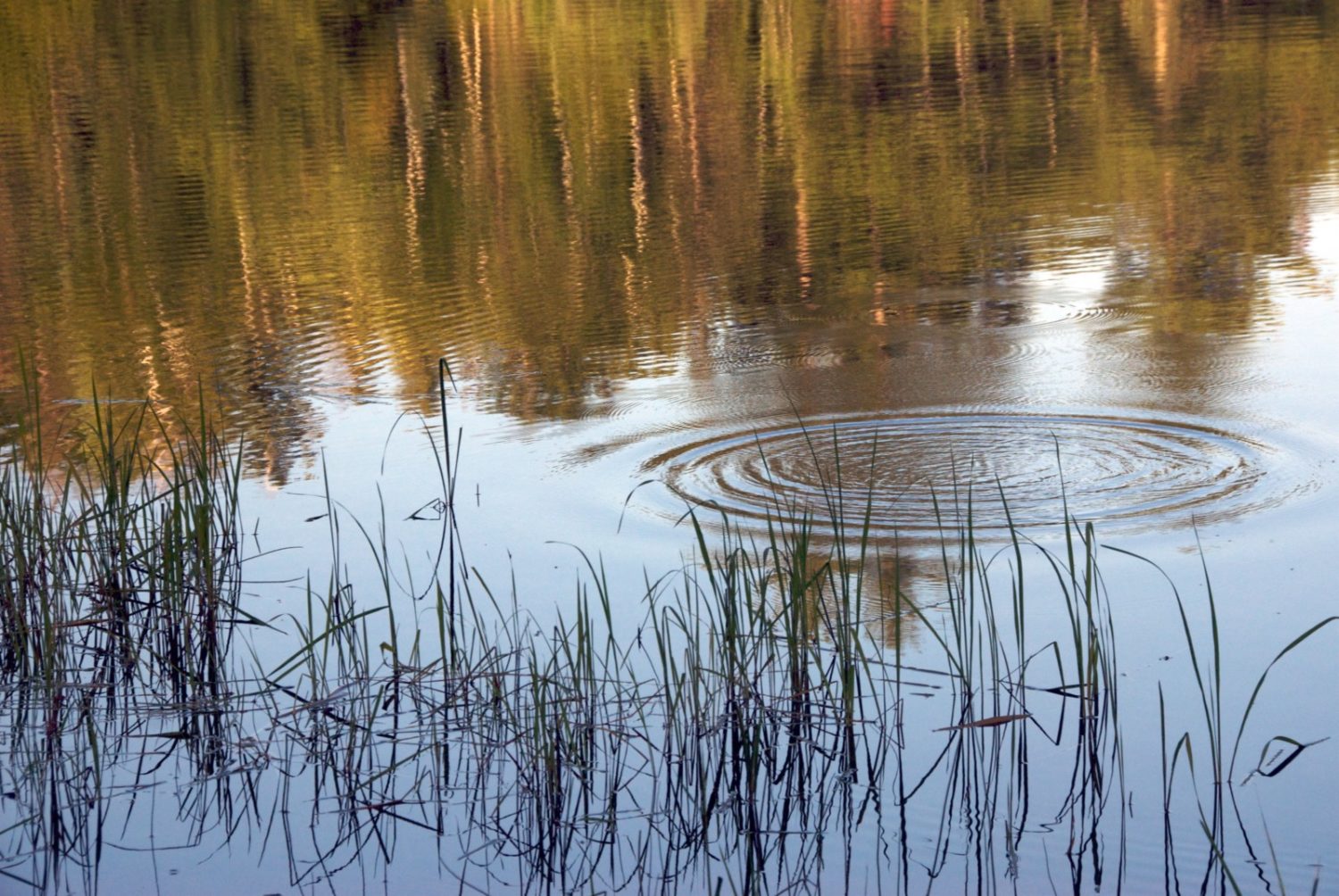 rising-trout - U.P. Waterfront